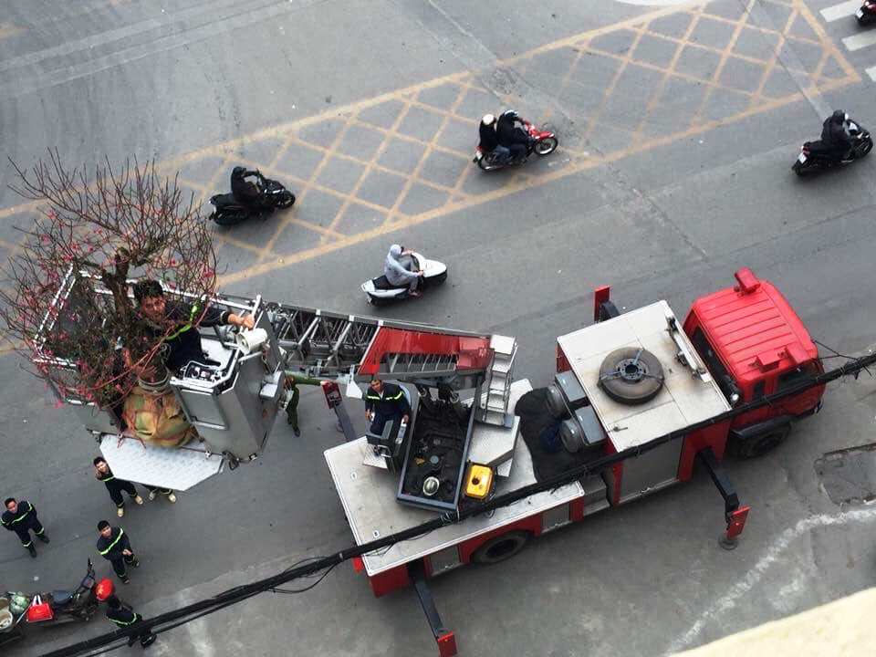 Cục trưởng Cục PCCC nói về việc xe chữa cháy cẩu cây hoa đào