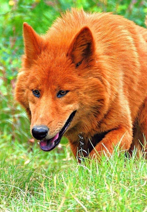 Chiêm ngưỡng chú chó Lài được trả 1,2 tỷ đồng nhưng chủ nhân nhất quyết ...