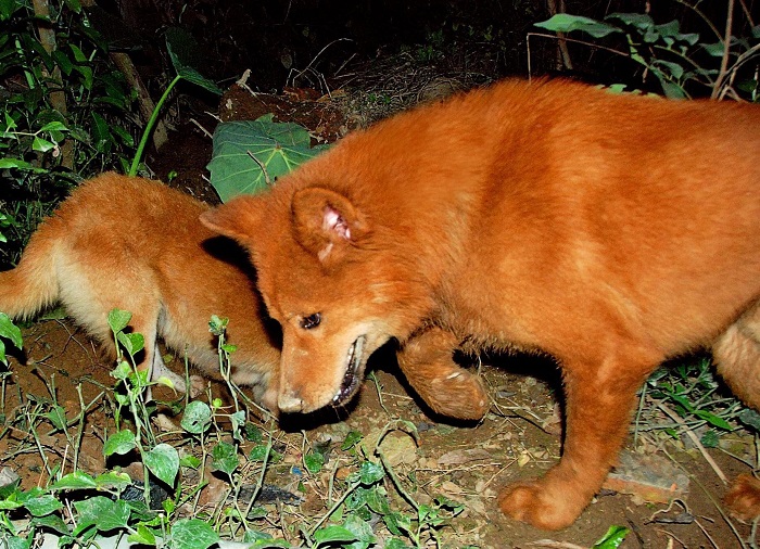 Chiêm ngưỡng chú chó Lài được trả 1,2 tỷ đồng nhưng chủ nhân nhất quyết ...