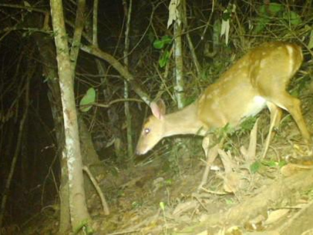 Dùng súng tự chế bắn 3 con cheo cheo - Tin tức