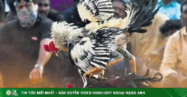 2 người đàn ông bị gà đá chết