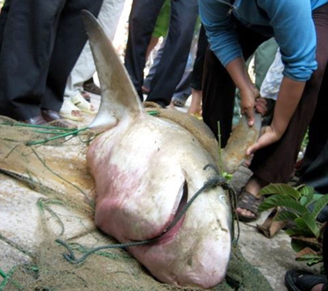 Câu cá mập ở Trường Sa - Tin tức