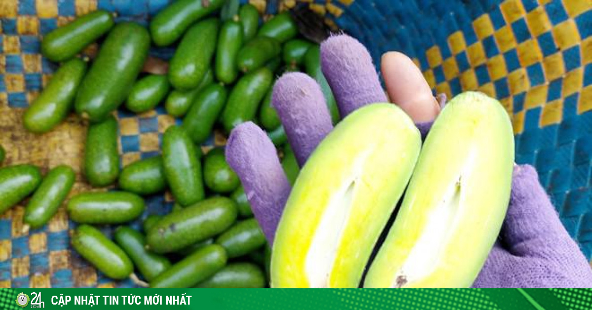 Độc lạ các loại trái cây rừng tràn xuống phố