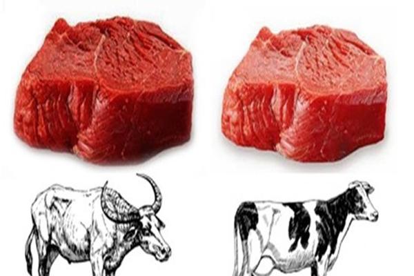 Thịt bò và thịt trâu giống hệt nhau, bạn có biết cách phân biệt?
