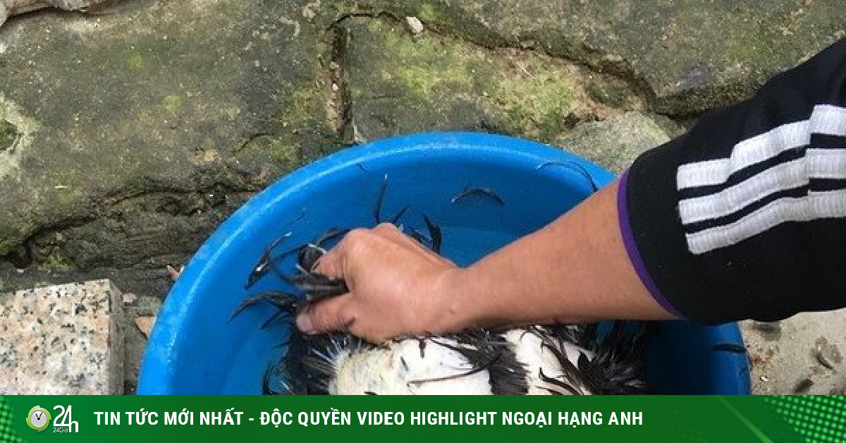 Mẹo nhổ sạch lông ngan trong tích tắc, không còn lông măng