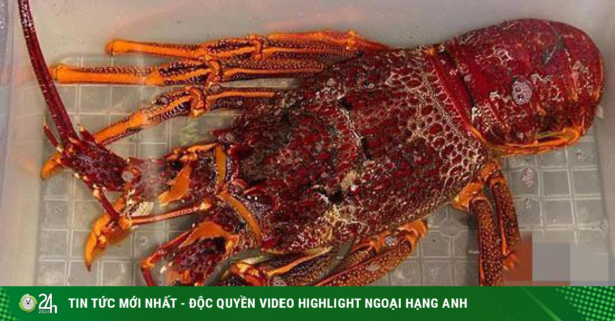 Kỳ lạ, loại tôm hùm gần chục triệu/con có gì bổ béo mà có nhiêu bán hết ...