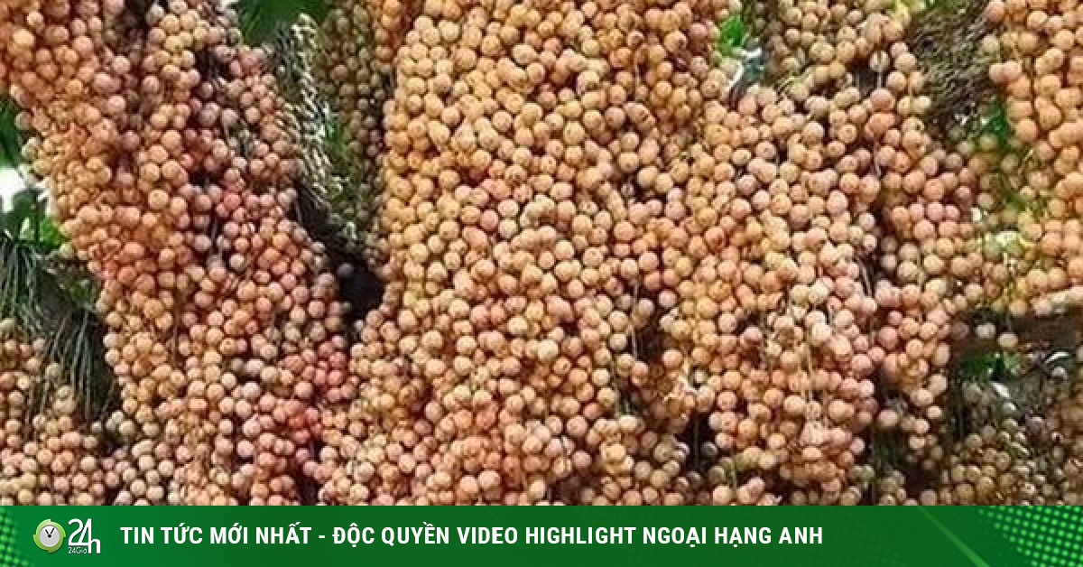 Cây dâu da đất ra quả vỡ kế hoạch làm dân mạng rần rần thích thú, thi ...