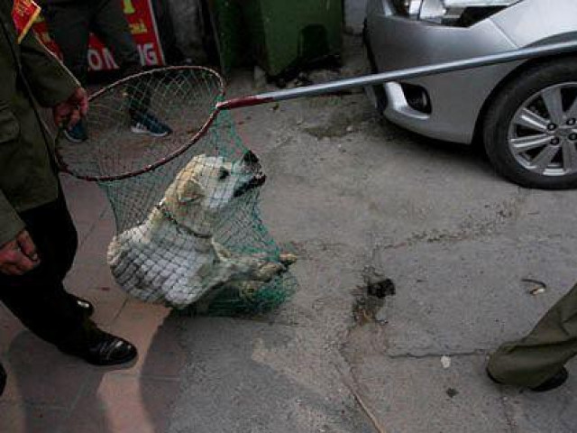 Ảnh: Thấy đội bắt chó thả rông, chủ ôm cún cưng giấu trên gác xép