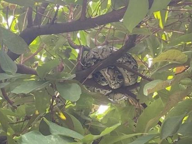 Dùng súng tự chế bắn 3 con cheo cheo - Tin tức