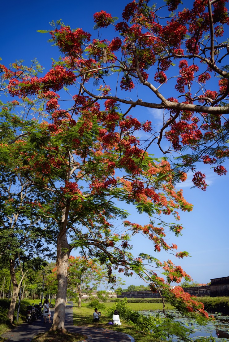 Đẹp nao lòng hoa phượng vĩ trong Hoàng cung Huế