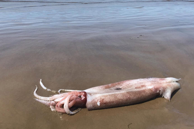Mực khổng lồ trôi dạt vào bờ biển Mỹ