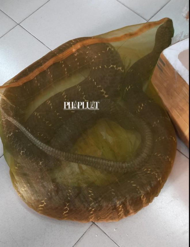 1 người chở con rắn hổ chúa hơn 20kg đi bán ở TP.HCM