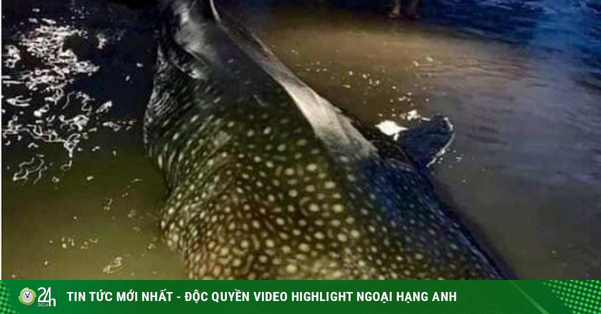 Phát hiện con cá lớn nặng khoảng 1 tấn trôi dạt vào bãi biển