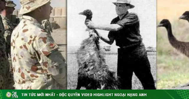 "Chiến tranh Emu” kỳ lạ nhất nước Úc: Quân đội thất trận trước loài ...