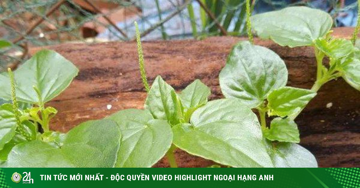 3 loại rau dại mọc đầy vườn ở Việt Nam nhưng là "thần dược” được săn ...