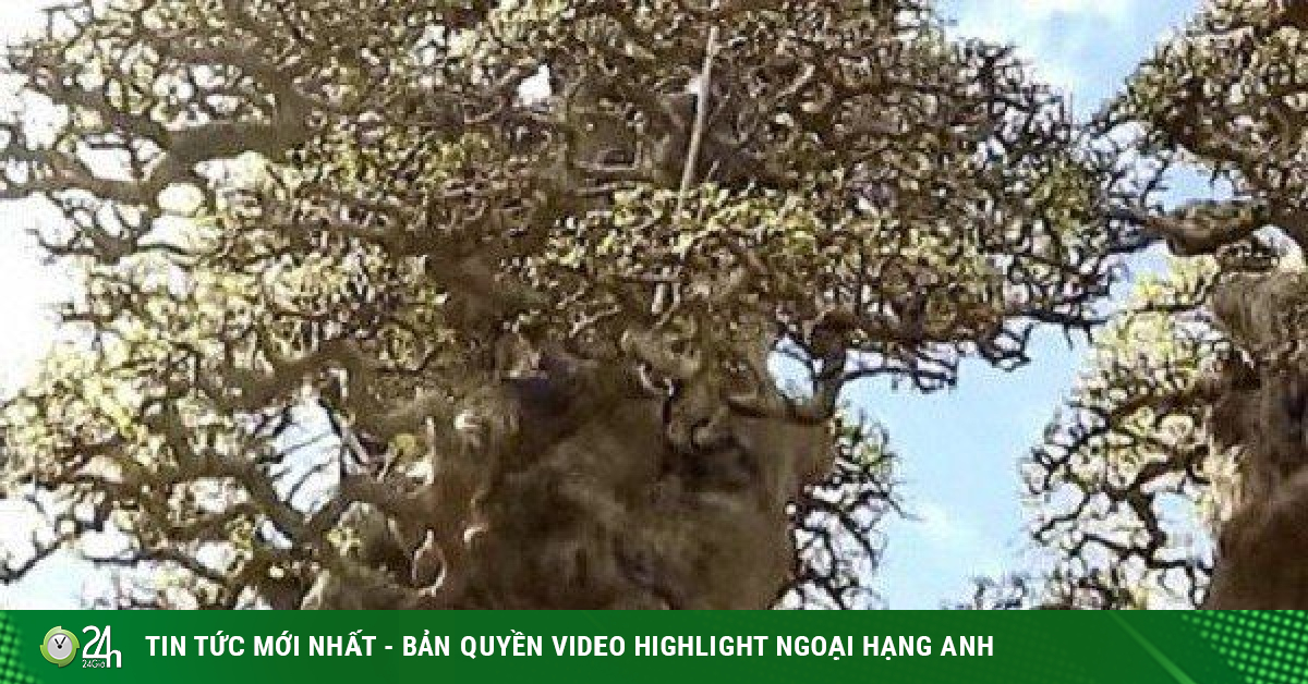 Cây duối cổ dáng "lạ" được định giá bằng cả gia tài, có xứng tầm?