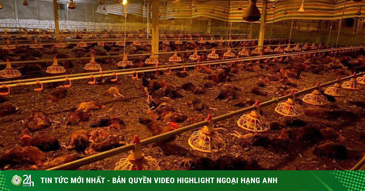 Người dân chung tay "giải cứu" gần 10.000 con gà chết ngạt do chập điện