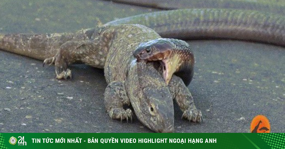 Những cuộc chiến giữa hổ mang chúa và thằn lằn khổng lồ