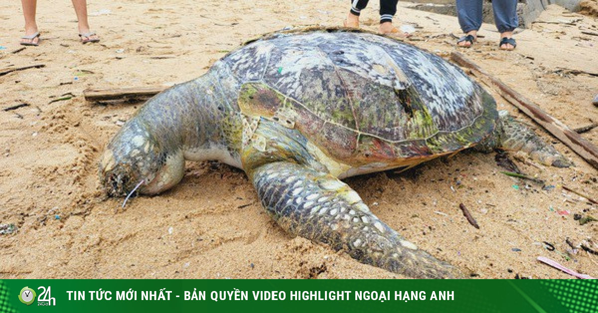 CLIP: Xác rùa biển quý hiếm dạt vào biển Vũng Tàu