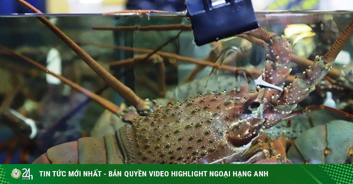 Tôm hùm Đông Úc giá ''cực chát'' lần đầu xuất hiện tại Việt Nam