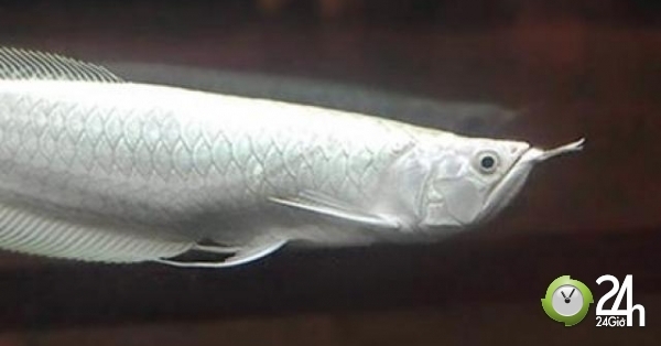 Cá rồng bạch kim Platinum được đại gia chi 9 tỷ đồng săn lùng