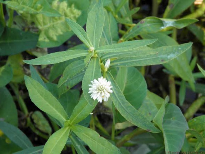 Những loại rau dại "ngon xuất sắc": Không thử một lần thì phí đời