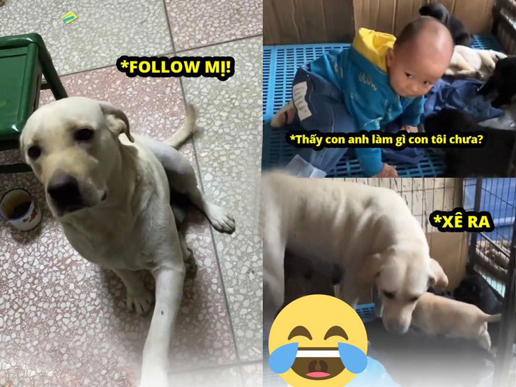 Clip: "Chó xúc xích" tinh nghịch có màn trốn thoát "cực đỉnh"