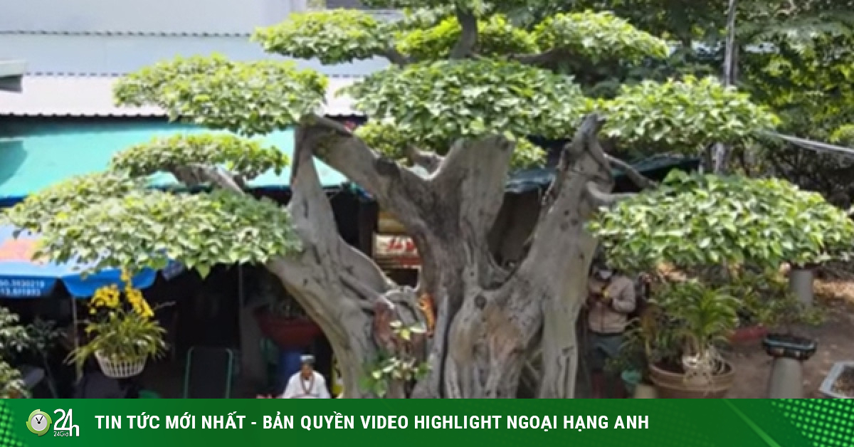 Sửng sốt hình hài siêu cây cảnh nuôi 12 năm, đại gia trả hàng triệu đô ...